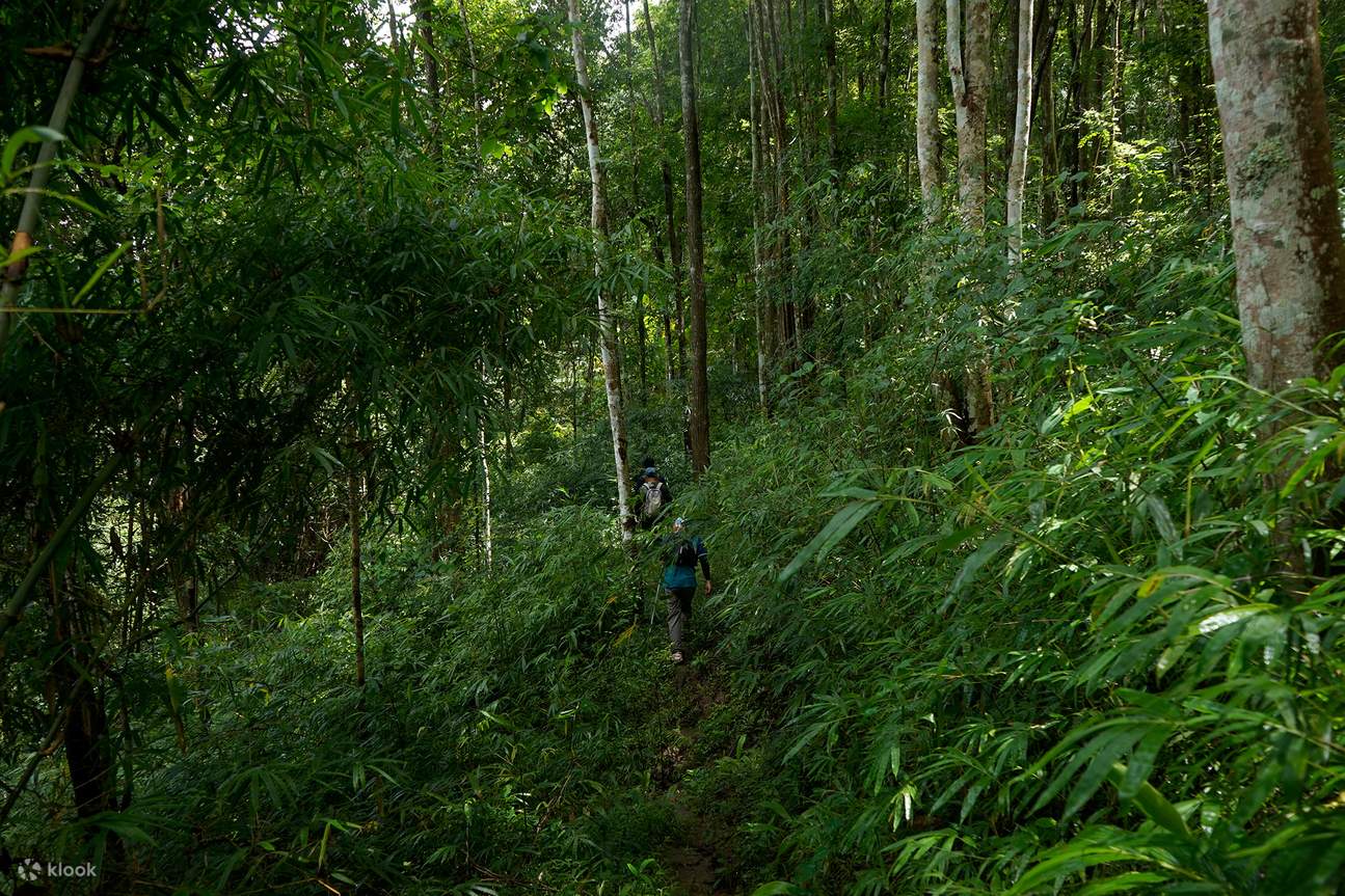 Chiang Mai Wat Luang Khun Win & Waterfall Full Day Hiking Adventure ...