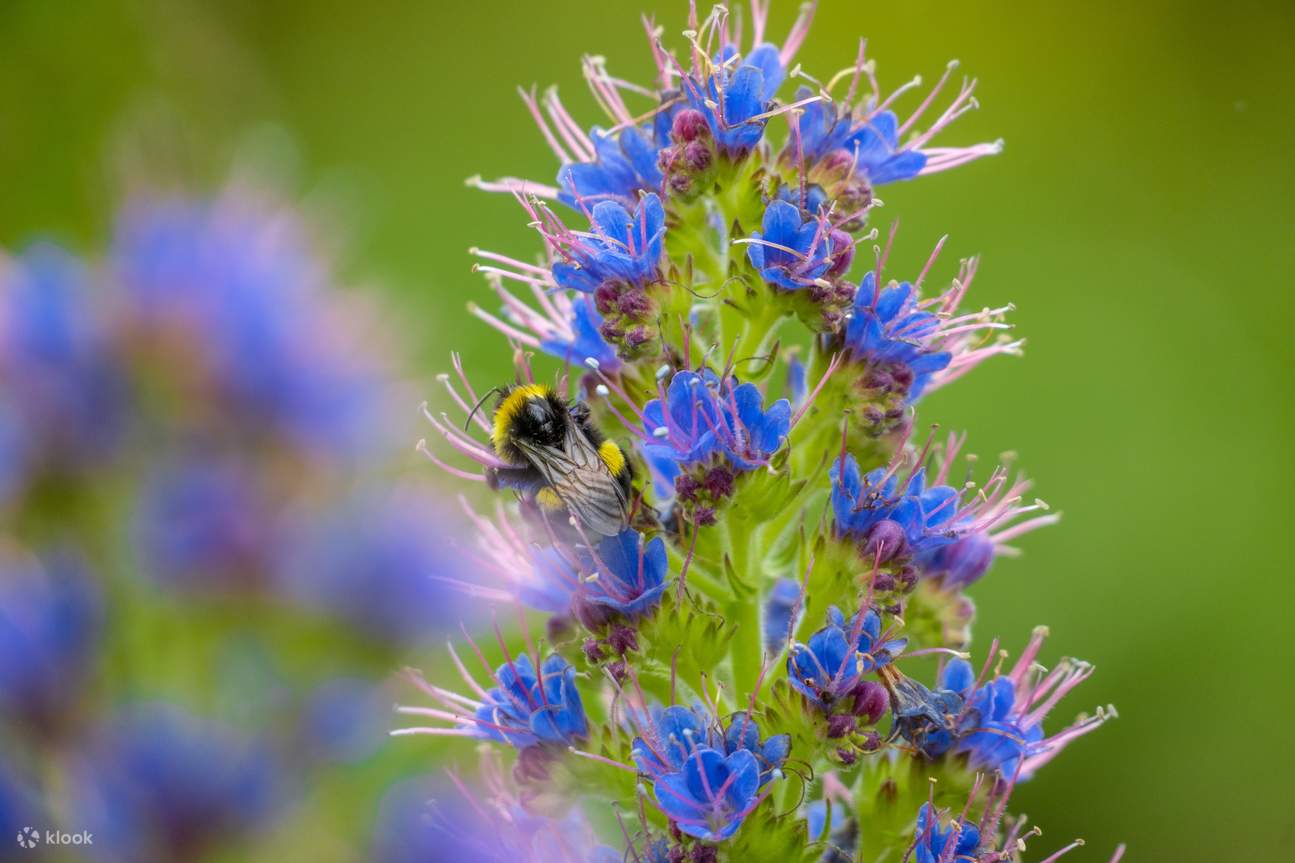 Discover Nature's Beauty: Rabaçal 25 Fountains Levada Walk & Skywalk in ...