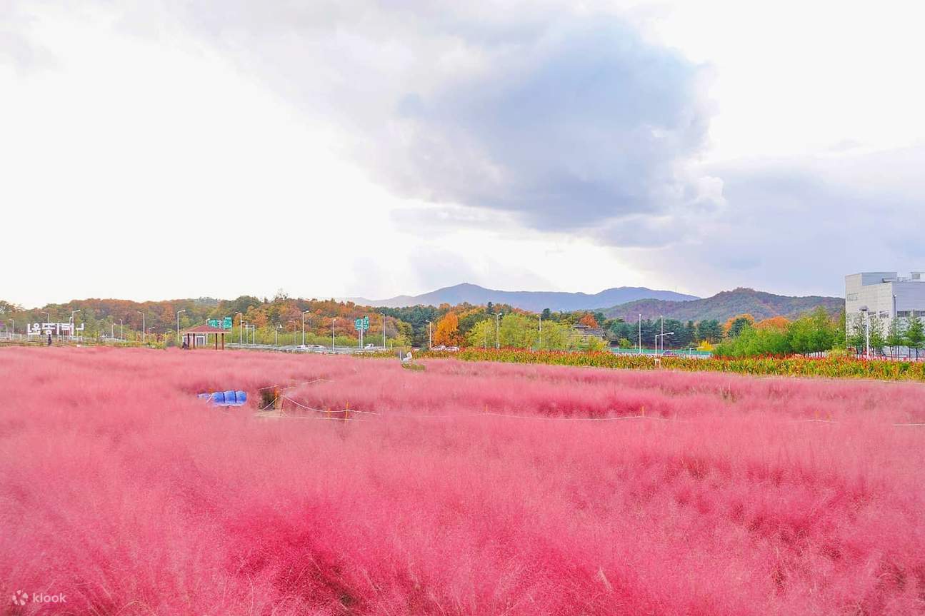 Cheolwon Canyon & Seasonal Hot Attractions One Day Tour - Klook United ...