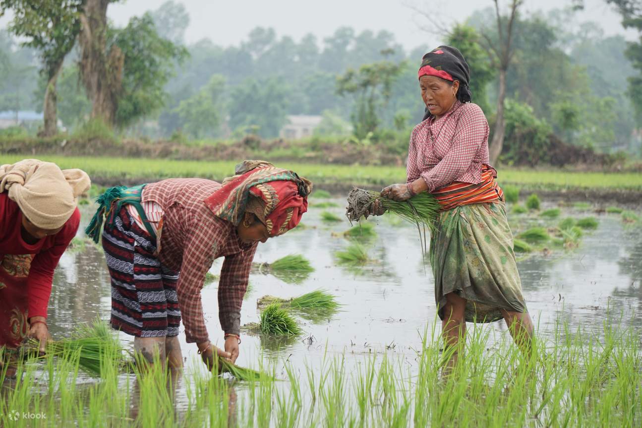 Immerse Yourself in Local Culture: Rice Planting Experience in Nepal - Klook
