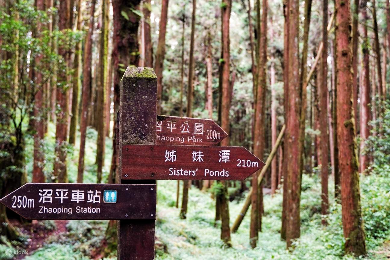 Alishan Day Tour (Eternal Bridge & National Forest Recreation Area ...