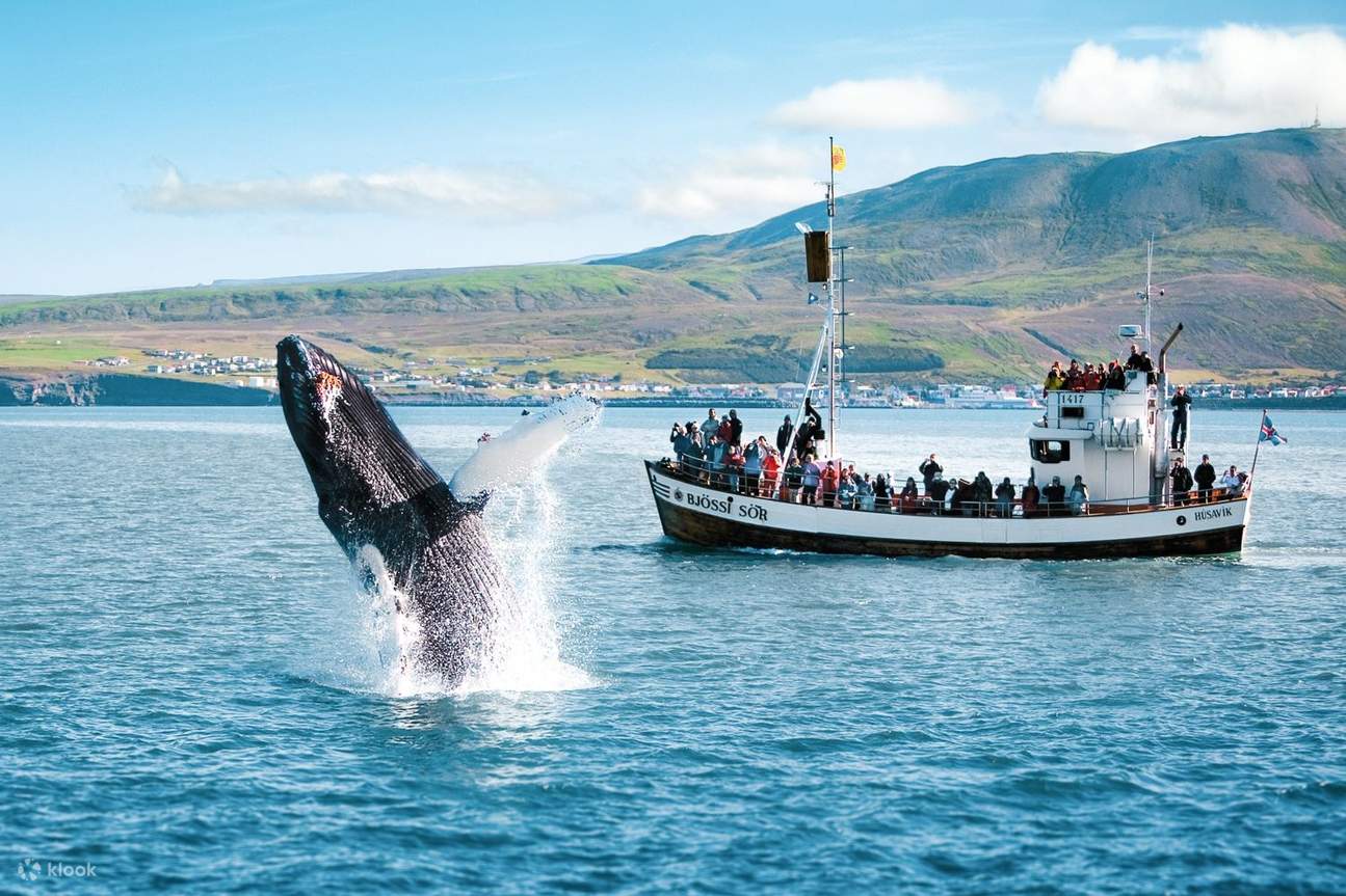 Husavik Original Whale-Watching Boat Tour - Klook