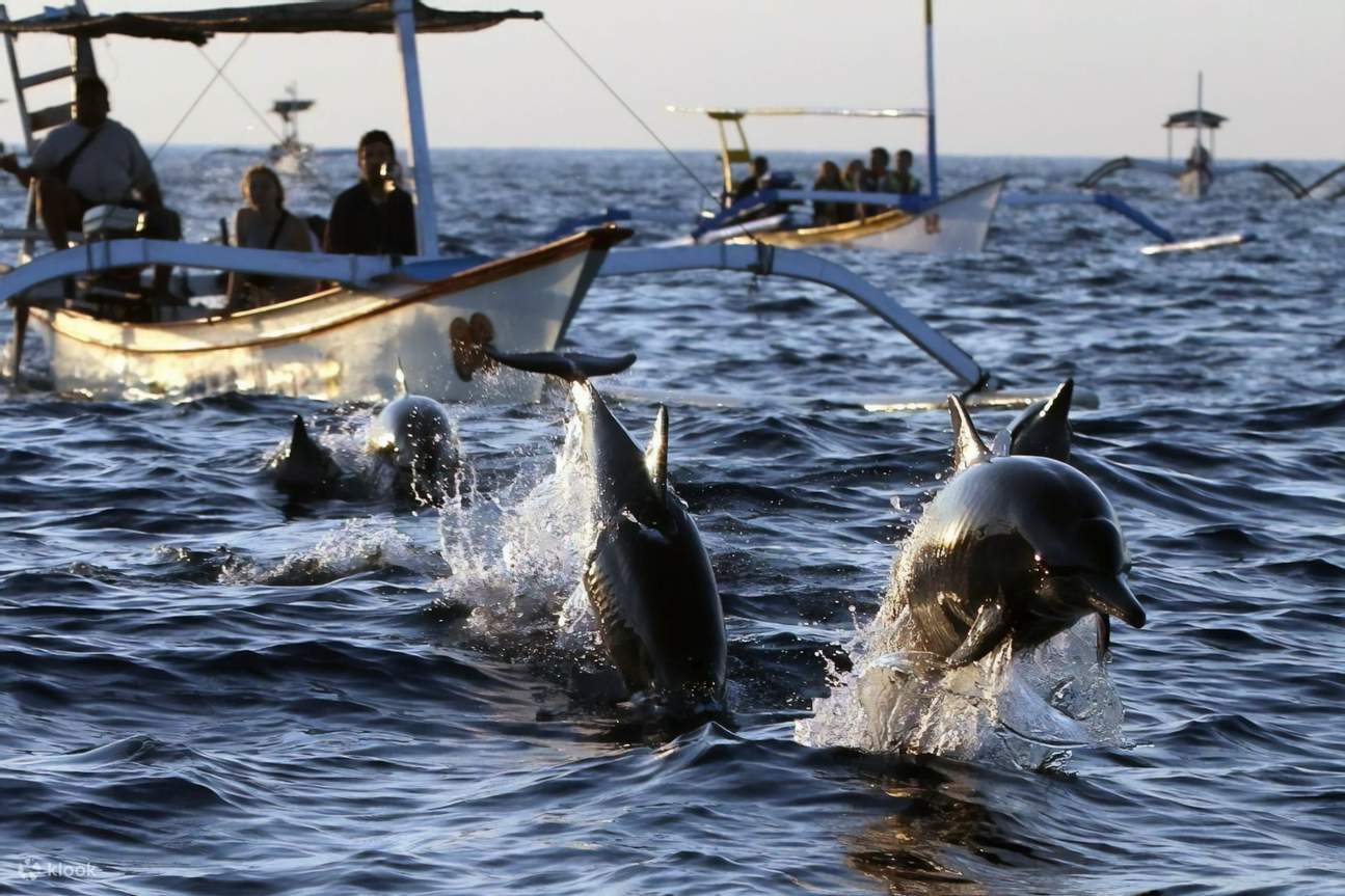 Lovina Dolphin Watching and Snorkeling Tour in Bali - Klook