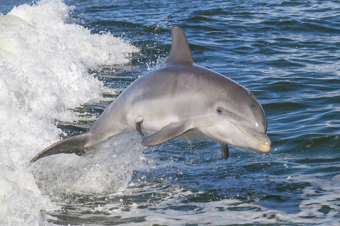 Noosa-Delfin-Safari-Kreuzfahrt - Klook, Vereinigte Staaten