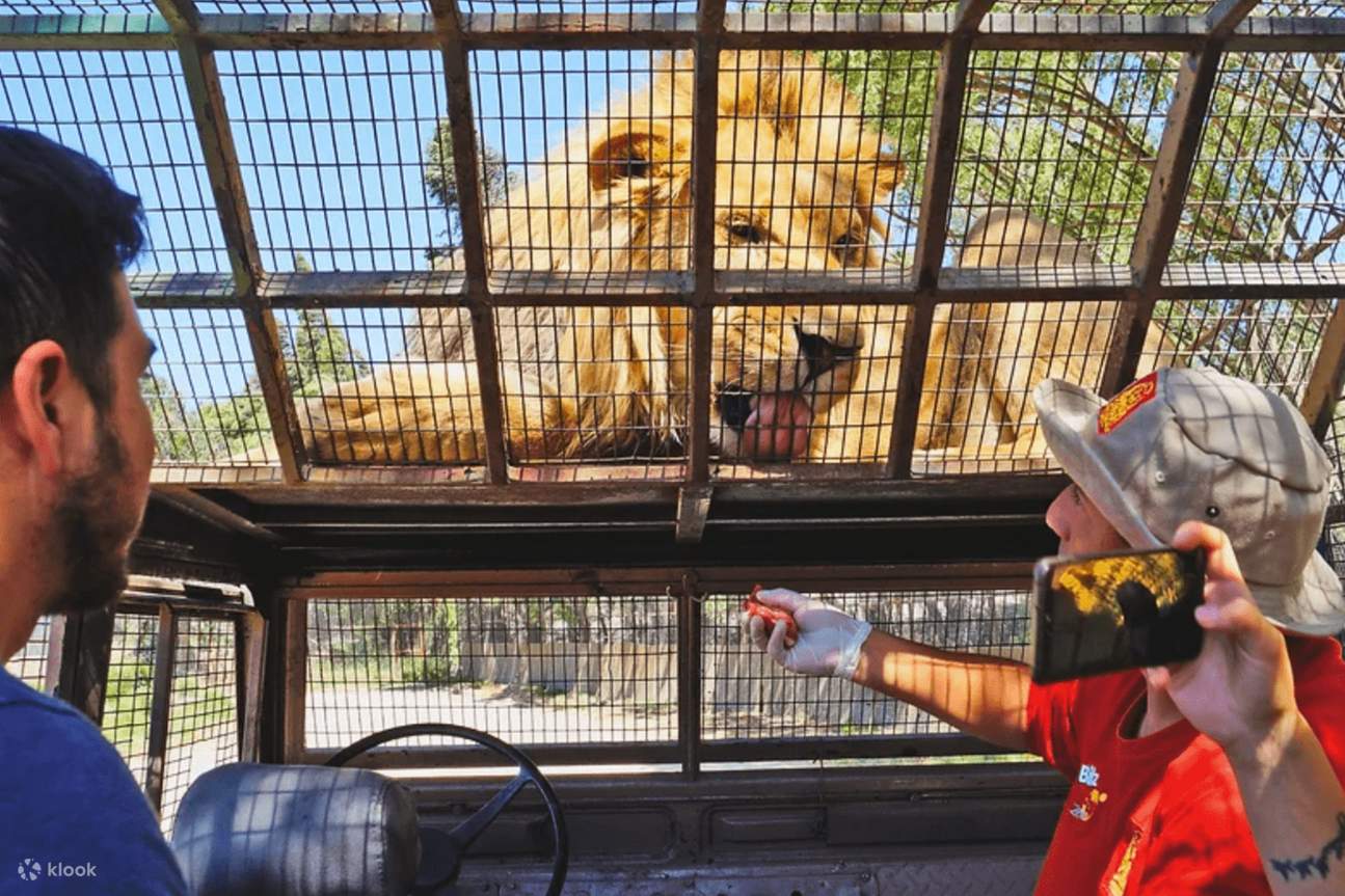 From Santiago: Parque Safari Wild Experience - Klook New Zealand