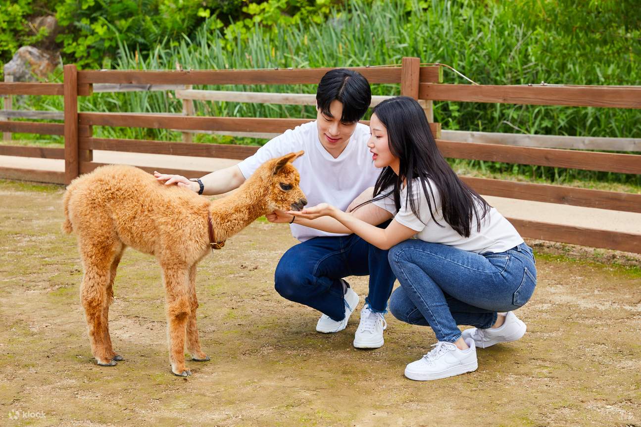 Alpaca World + Garisan Zipwire Day Tour from Seoul - Klook