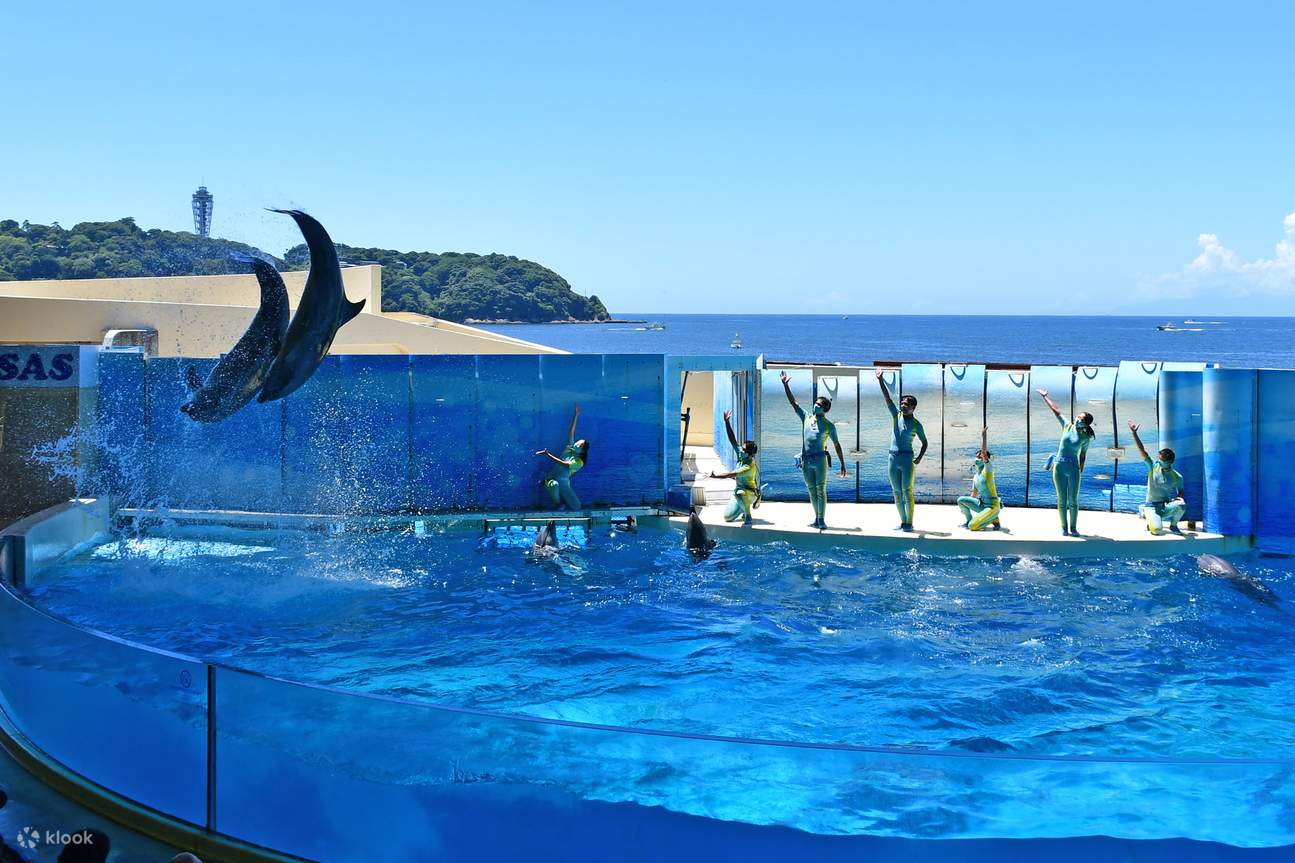 日本藤澤新江之島水族館門票 Klook 客路