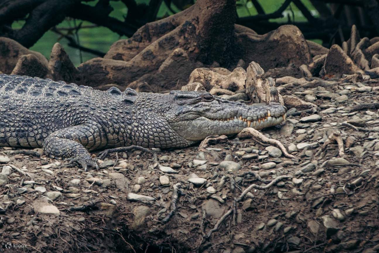 Daintree Rainforest Join In One Day Walking Tour from Port Douglas - Klook