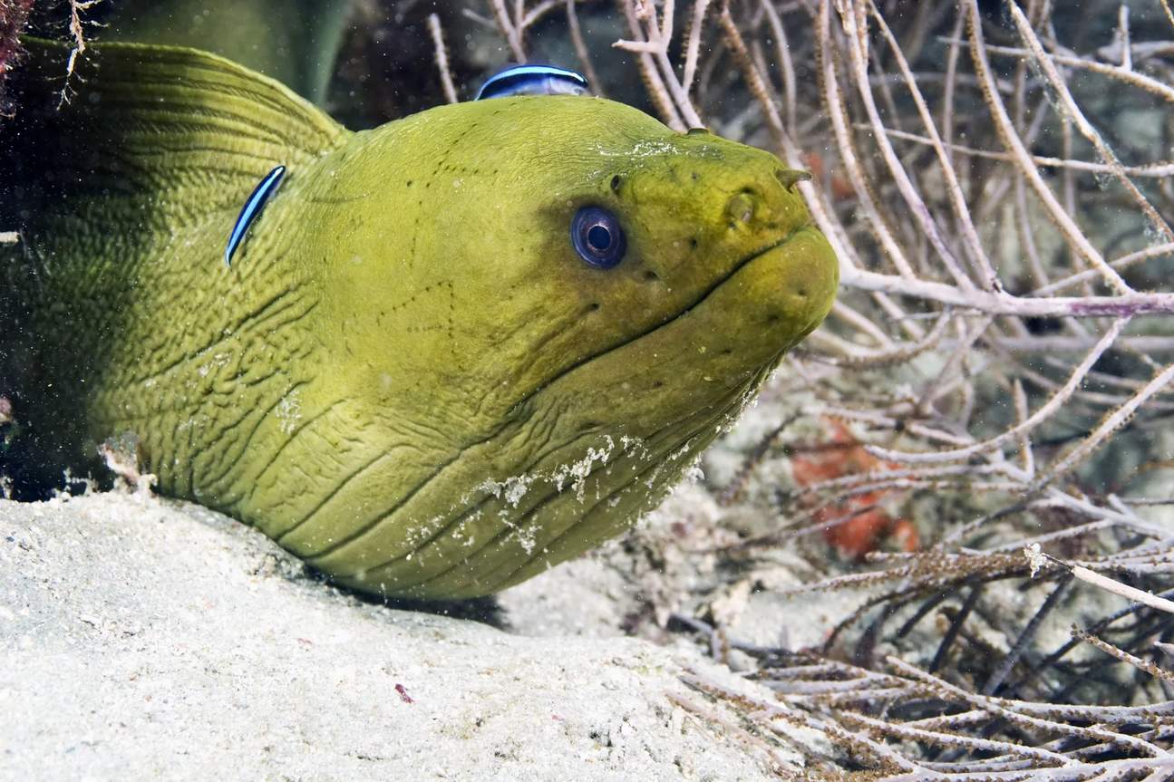 PADI Discover Scuba Diving in Florida with PADI 5 Star IDC - Klook ...