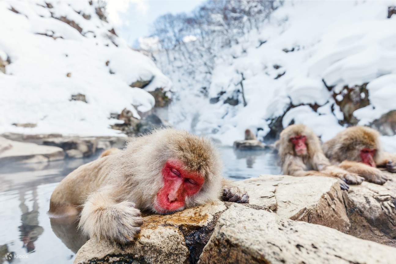 Karuizawa Snow Fun & Iiyama Snow Hut Village & Snow Monkey Onsen ...