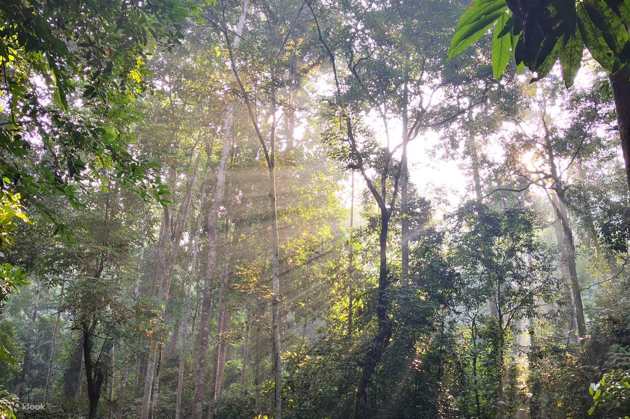 Jungle & Waterfall Trekking with Batu Caves Visit - Klook