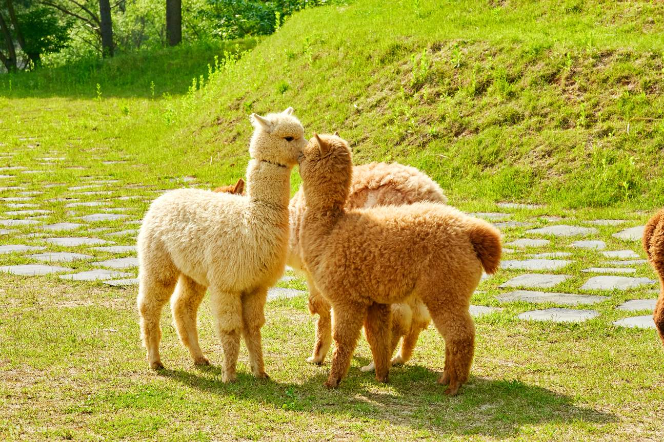Customized Alpaca World & Nami Island & Gangchon Rail Bike Day Tour ...