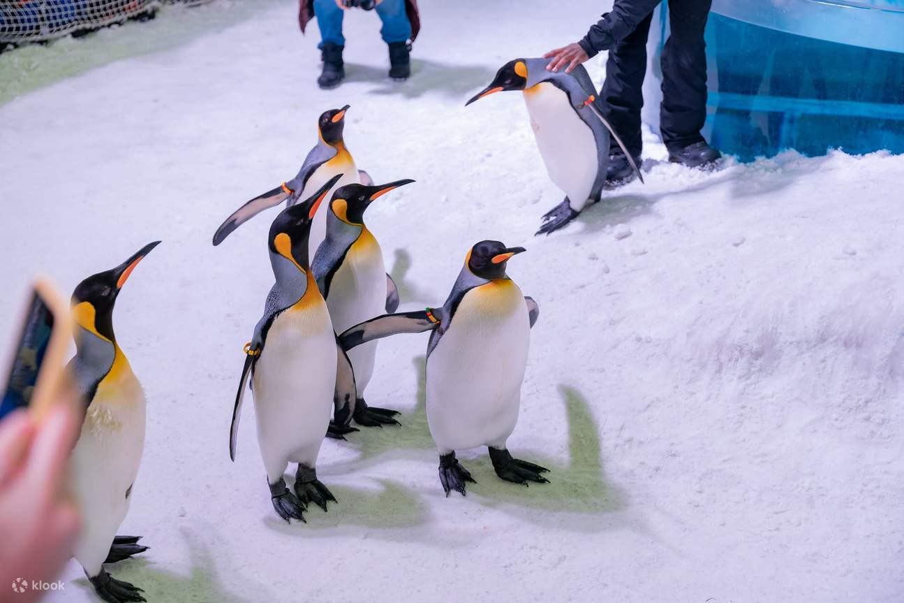 Ski Egypt Experience – Private Winter Escape Inside Mall of Egypt - Klook India