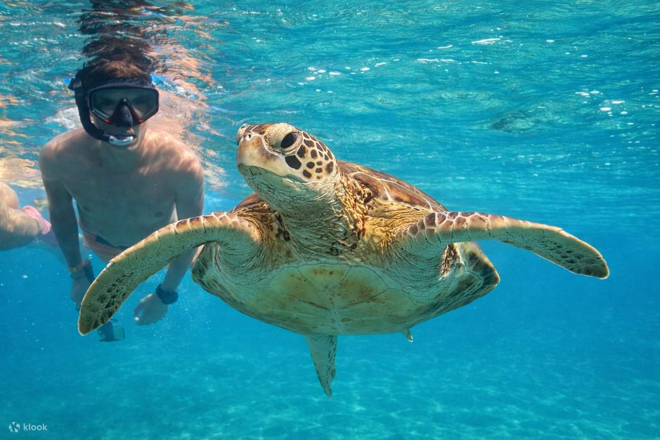 Mirissa Snorkeling with Turtles & Coral Reef with Guide - Klook