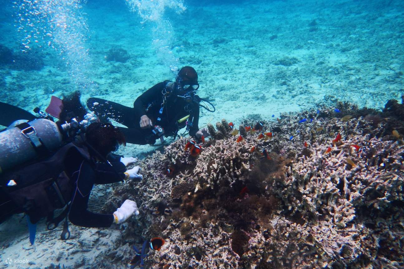 Karanasan sa Pag-snorkel at Scuba Diving sa Asul na Kuweba - Klook ...