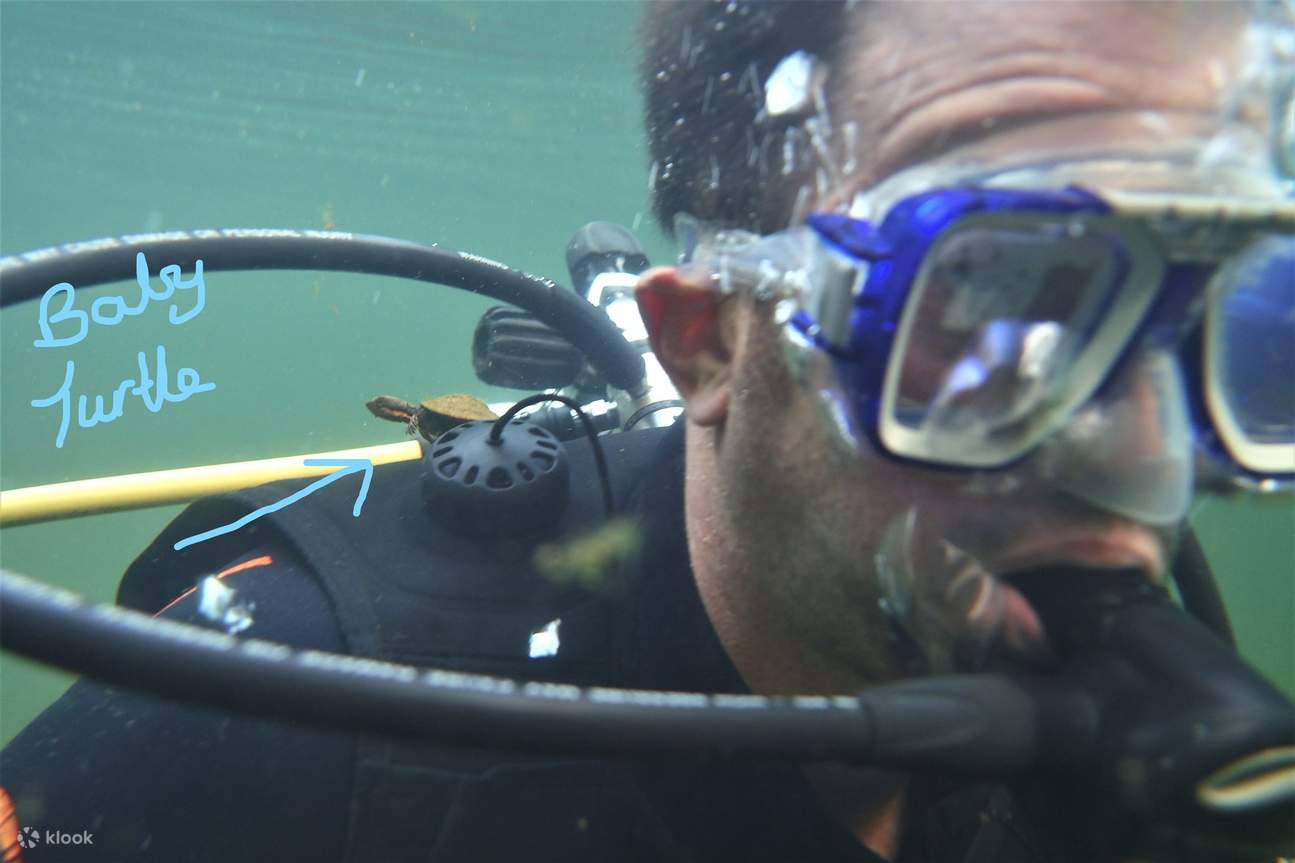 A Rainforest Try Dive in Queensland with PADI Dive Center - Klook