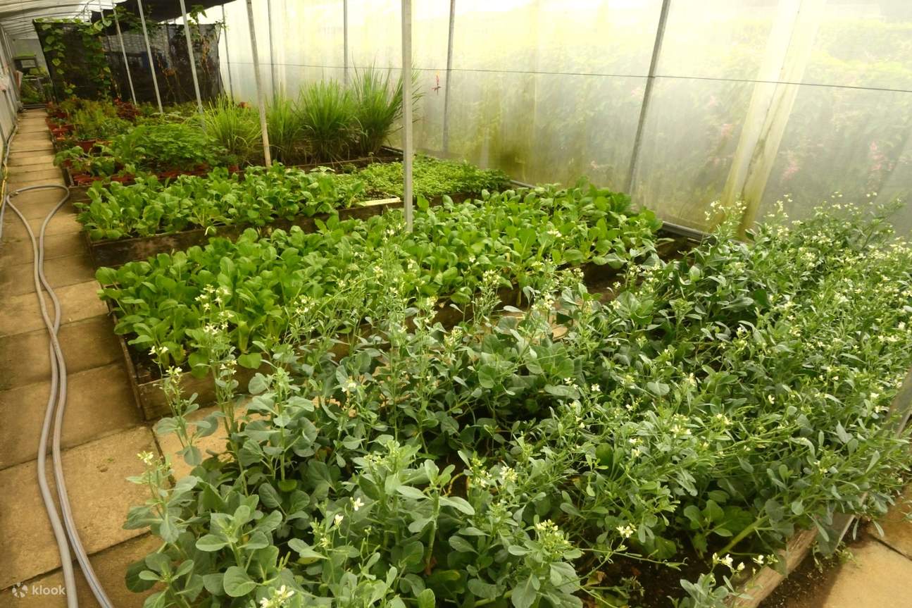 Edible Farm Tour, Lunch Workshop & DIY Plant Kits with Free Delivery in ...