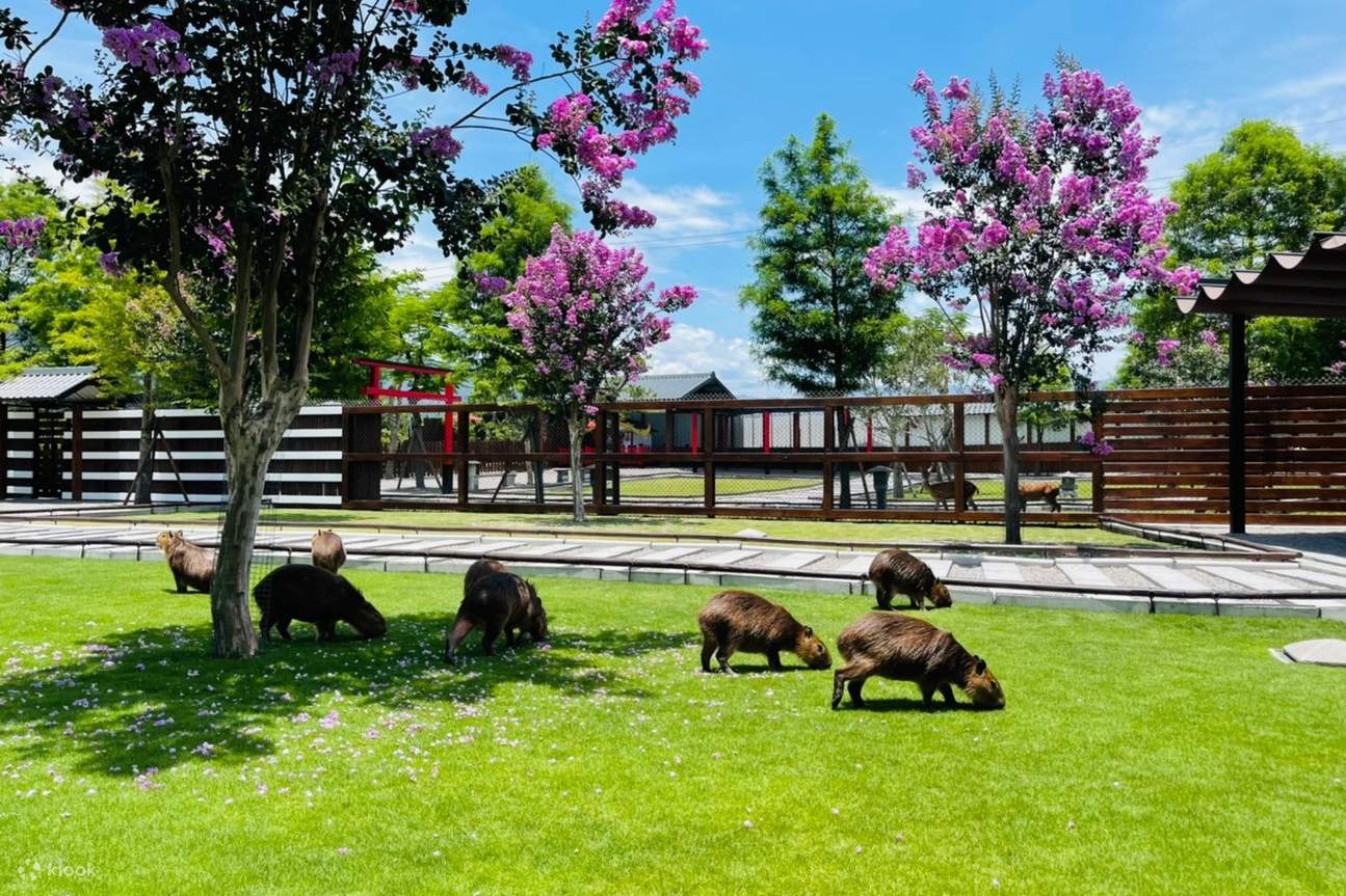 Yilan Capybara Ticket at Zhang Mei Ama's Farm - Klook Singapore