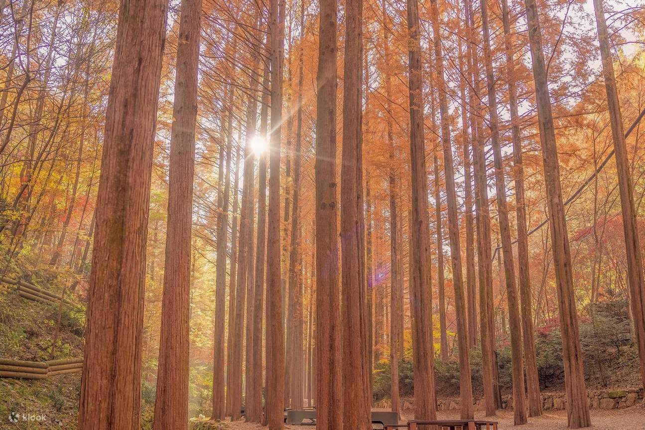 Jeonju Hanok Village & Jangtaesan & Daedunsan Serenity Nature Tour ...