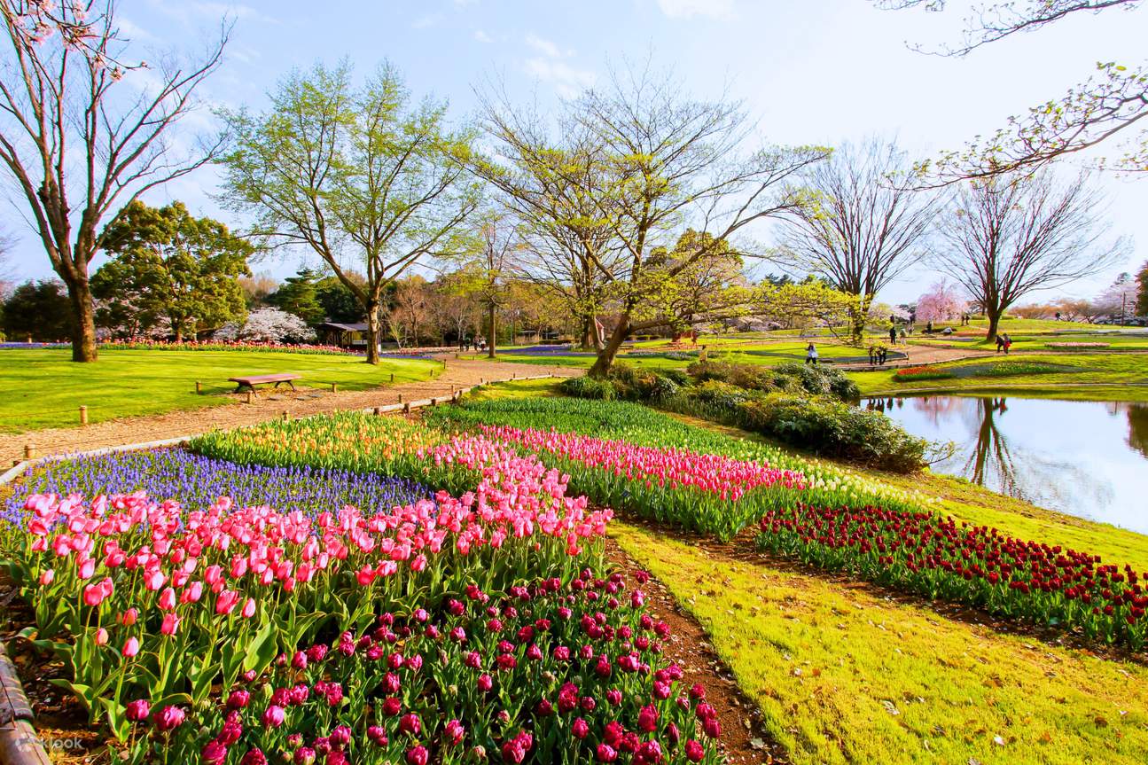Showa Kinen National Park Flower Viewing One Day Tour from Tokyo ...