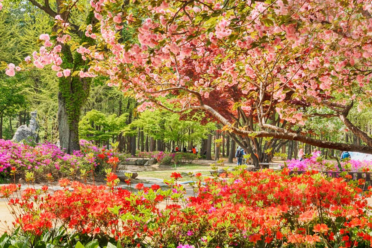 [Special Offer] Nami Island Admission with Restaurants & Activities ...