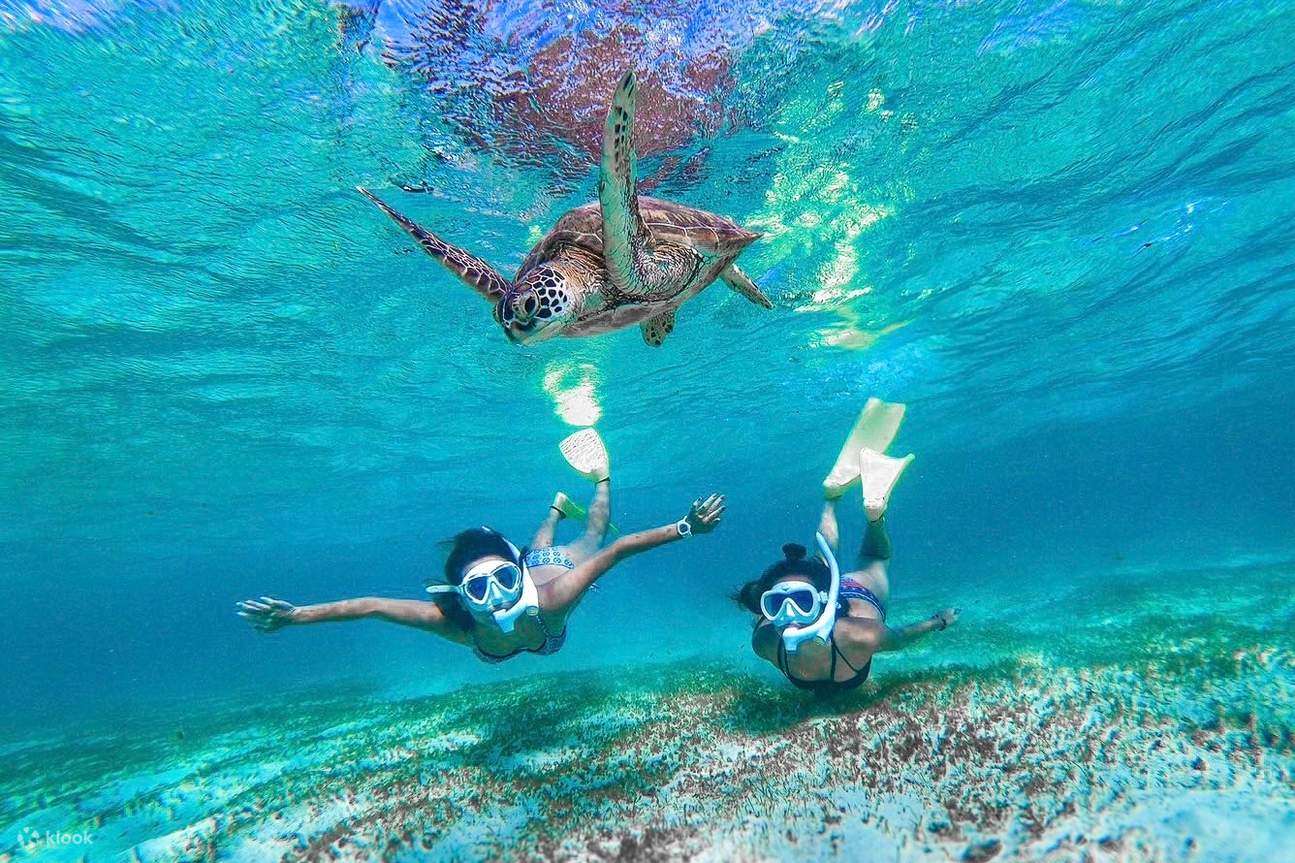 Okinawa: Miyakojima Sea Turtle and Coral Reef Snorkeling Experience ...