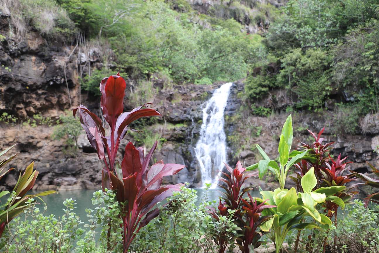 Explore Oahu: Waimea Waterfall Swim and Hiking Adventure with Mini ...