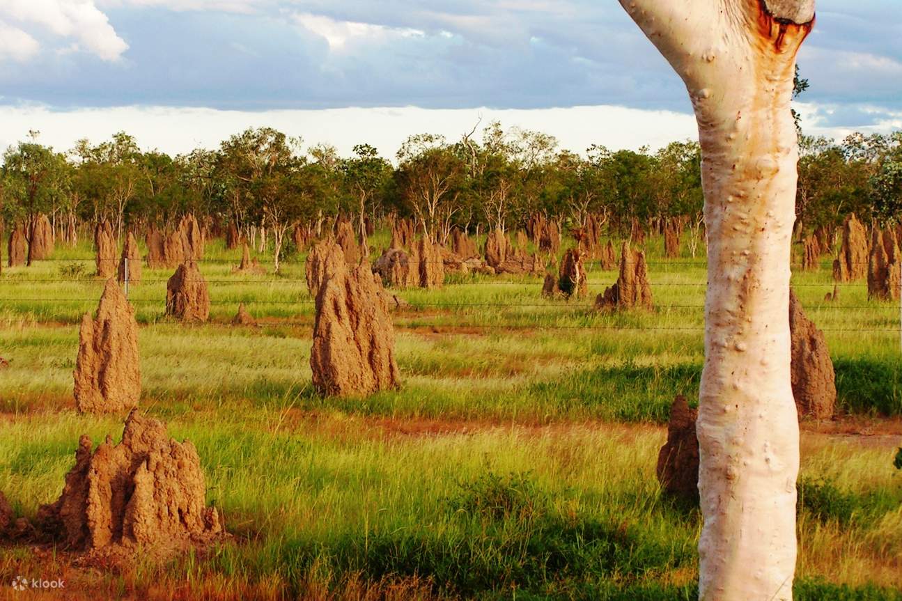Tur Mencicipi Makanan dan Anggur Pedalaman Australia dari Cairns ...