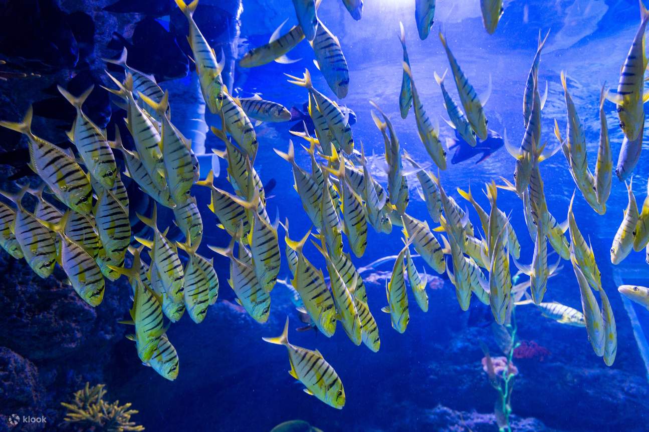 Tickets for Shenzhen Mission Hills Ocean World - Klook