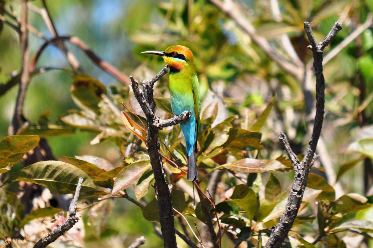 Sunset Wetland 2-Hour Cruise in Darwin - Klook