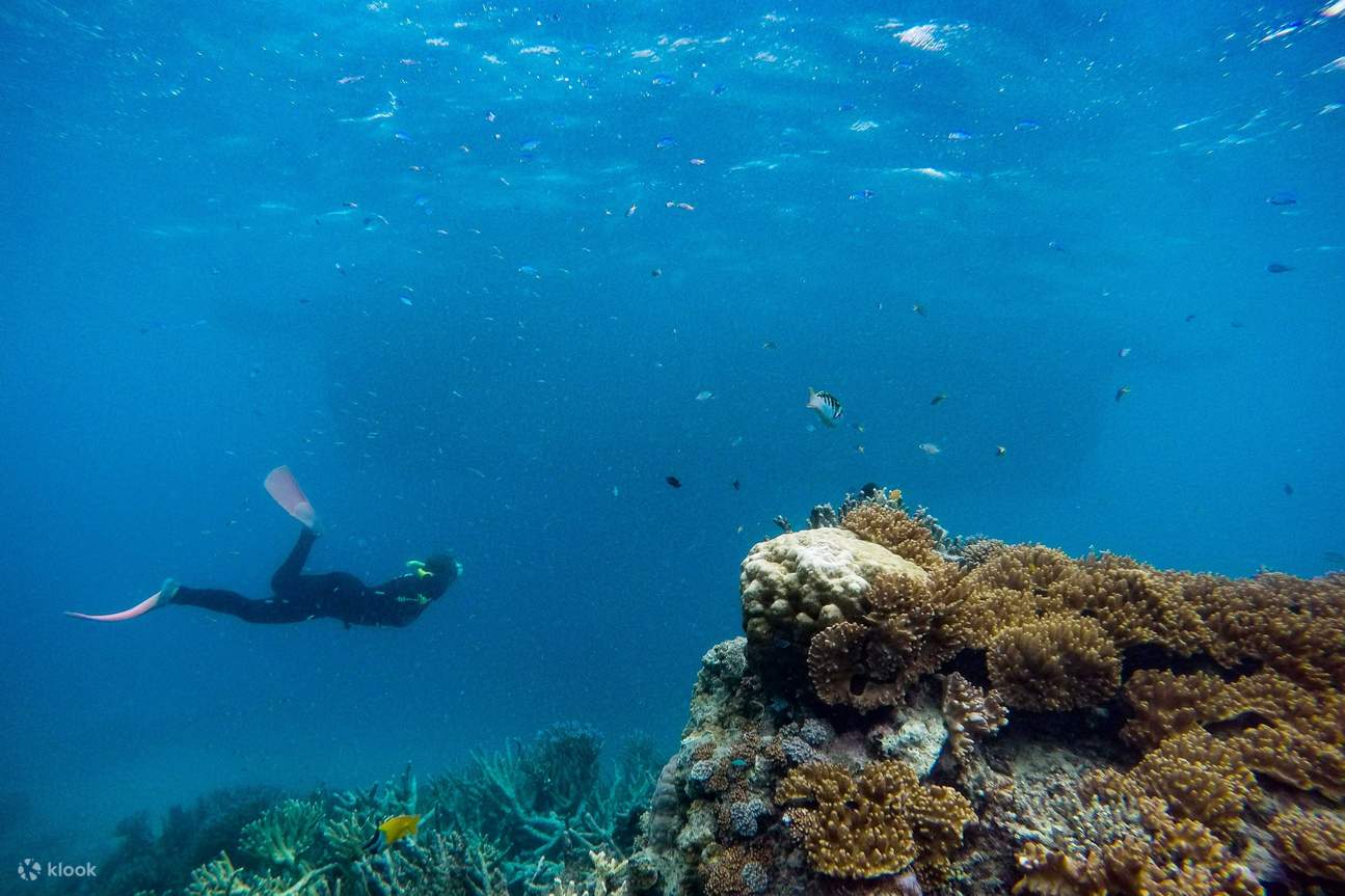 Great Barrier Reef-Abenteuer ab Cairns - Klook, Vereinigte Staaten
