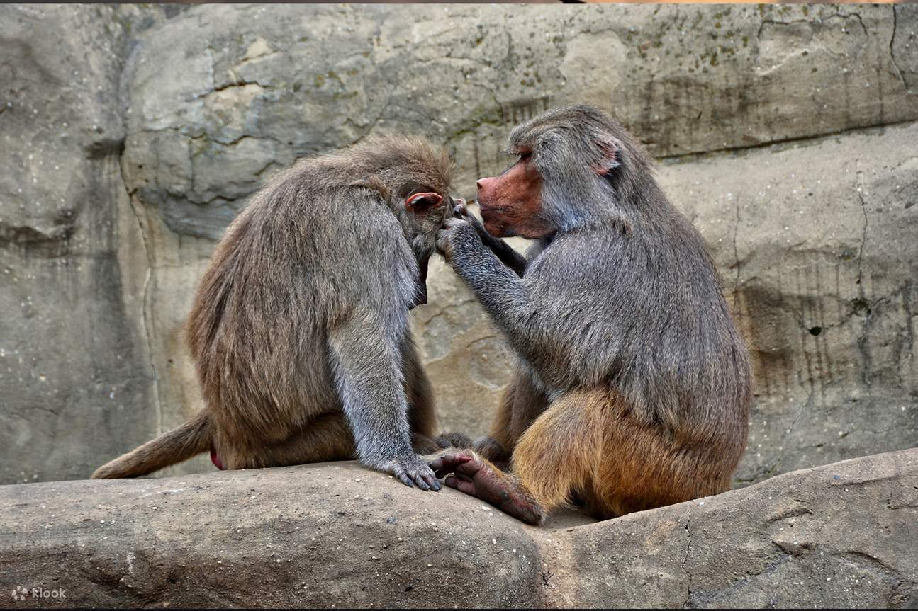 Taif City Tour - Klook United States