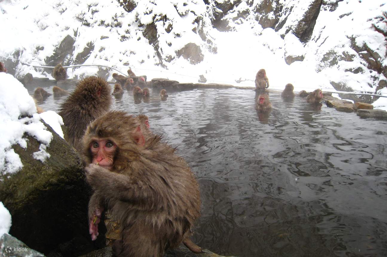 Snow Monkey & Shibu Onsen Tour in Nagano (Nozawa Onsen Departure) - Klook