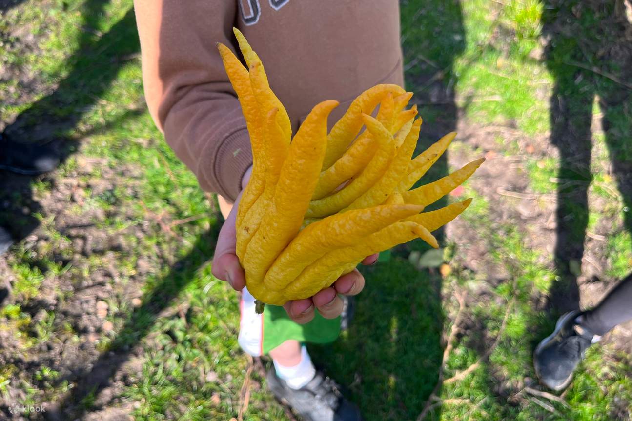 Yarra Valley Nature, Fruit Picking & Chocolate Tour - Klook Singapore