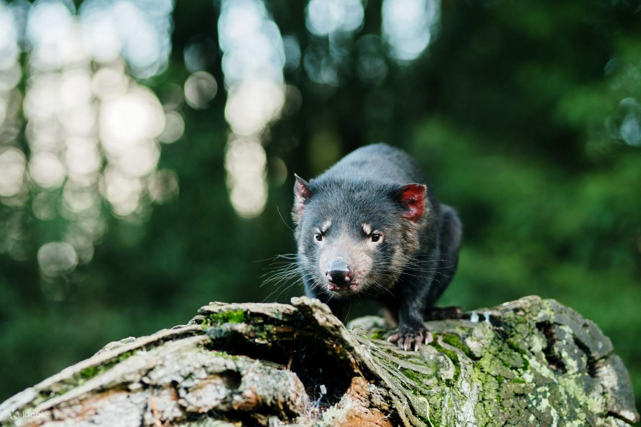 Penguin Parade, Milking Farm & Koala Park 1-Day Tour (Chinese Guide ...