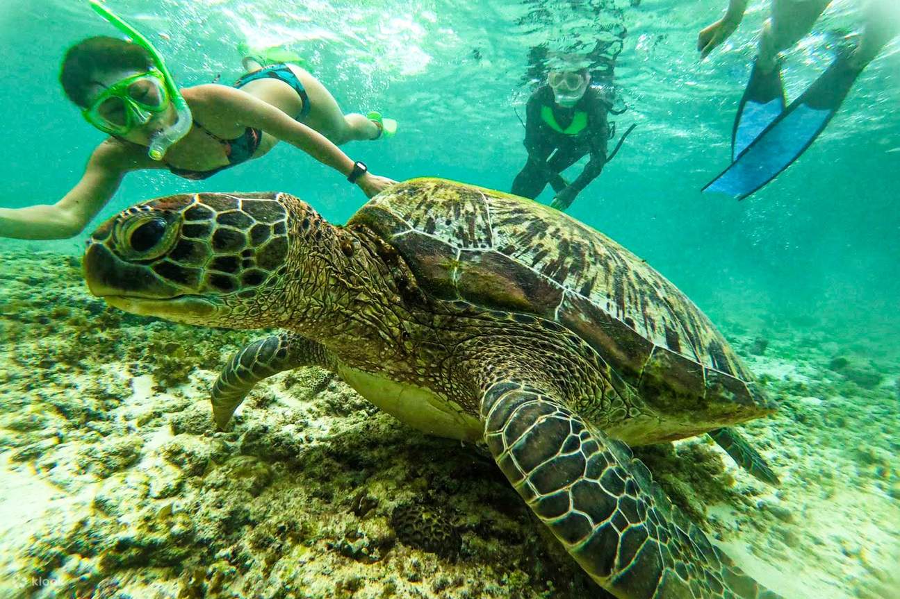 1-Day Moalboal Tour Including Sardine Run, Sea Turtles & Mantayupan ...