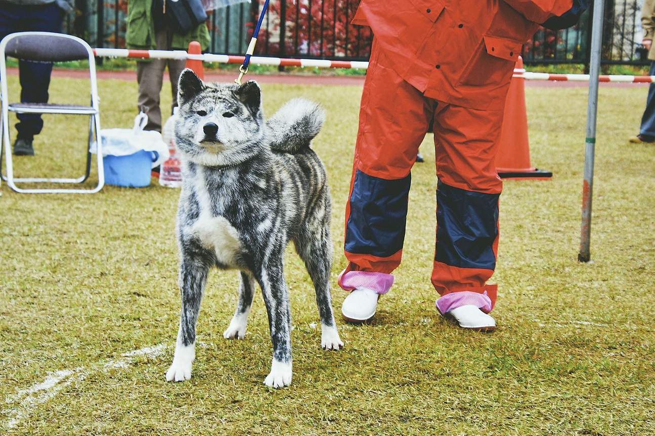 Unleash Adventure: Explore with Akita Dogs | Premier Tours at Akita ...