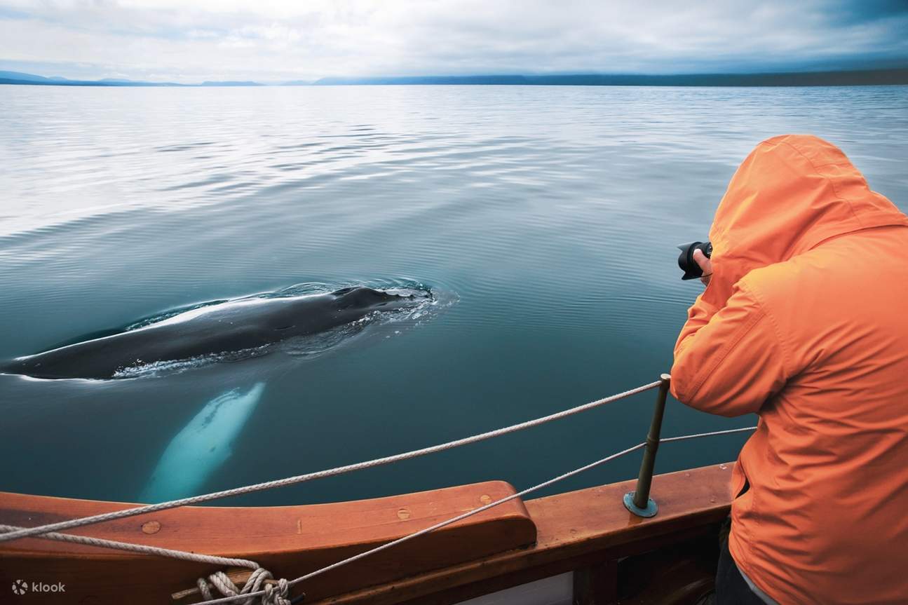 Husavik Silent Whale Watching Carbon Neutral Boat Tour - Klook