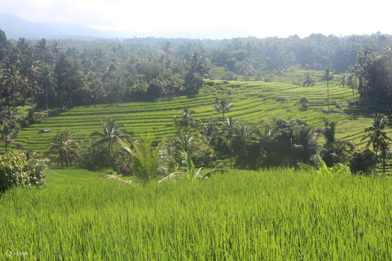 Bali Countryside VW (Volkswagen) Safari Tour - Klook Singapore