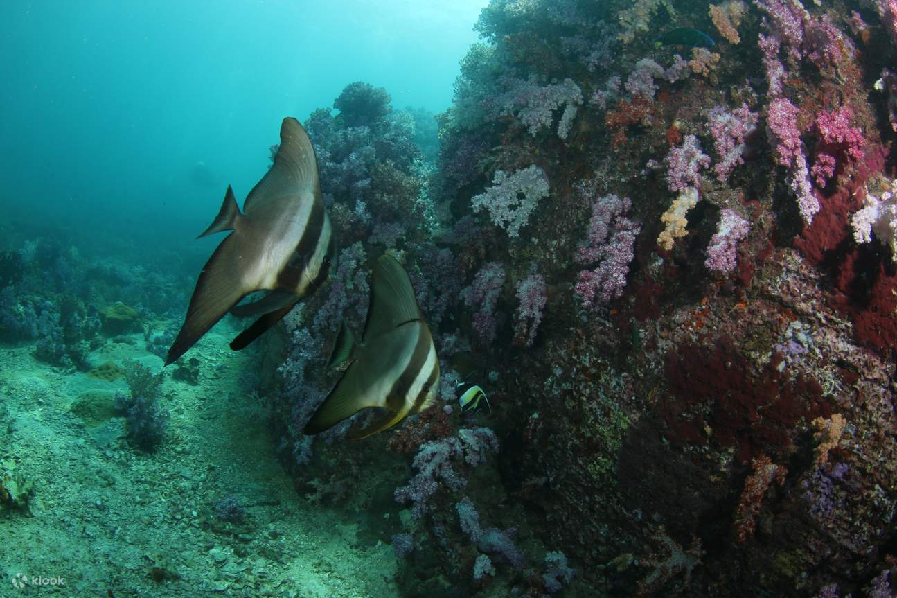普吉島Freedive Aida潛水體驗（Fossette提供） - Klook香港