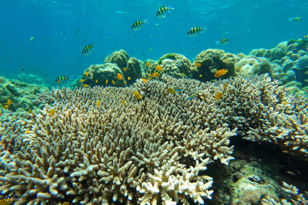 Koh Rok and Koh Haa Island One-Day Tour by Speedboat - Klook Malaysia