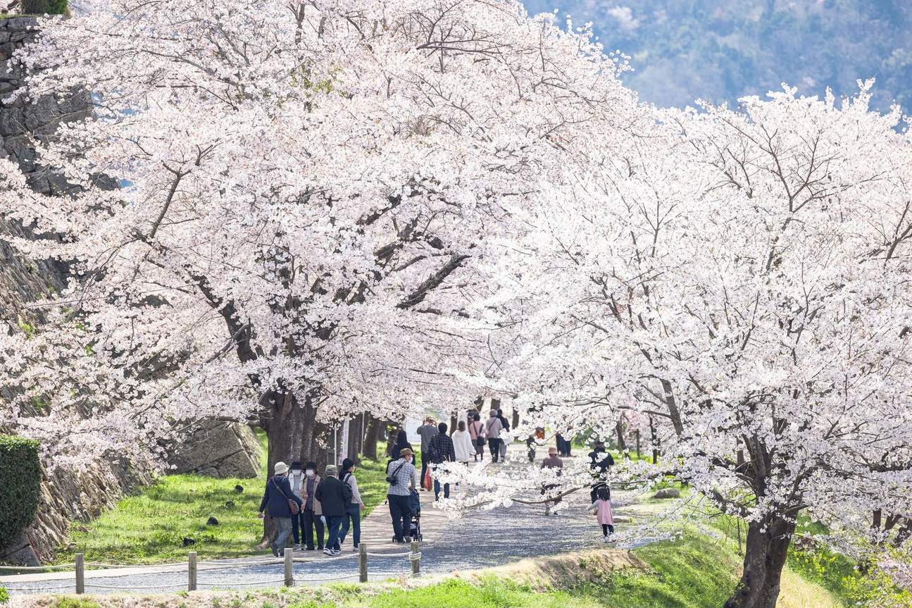 Fukuoka Cherry Blossom Private Walking Tour - Klook