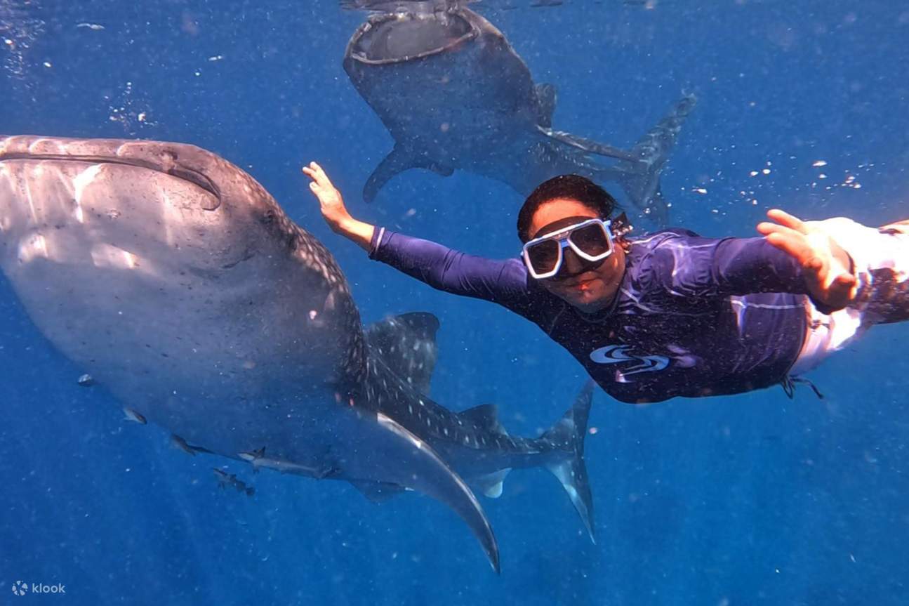 Swim with the Whale Sharks Adventure by Plantation Bay in Cebu - Klook