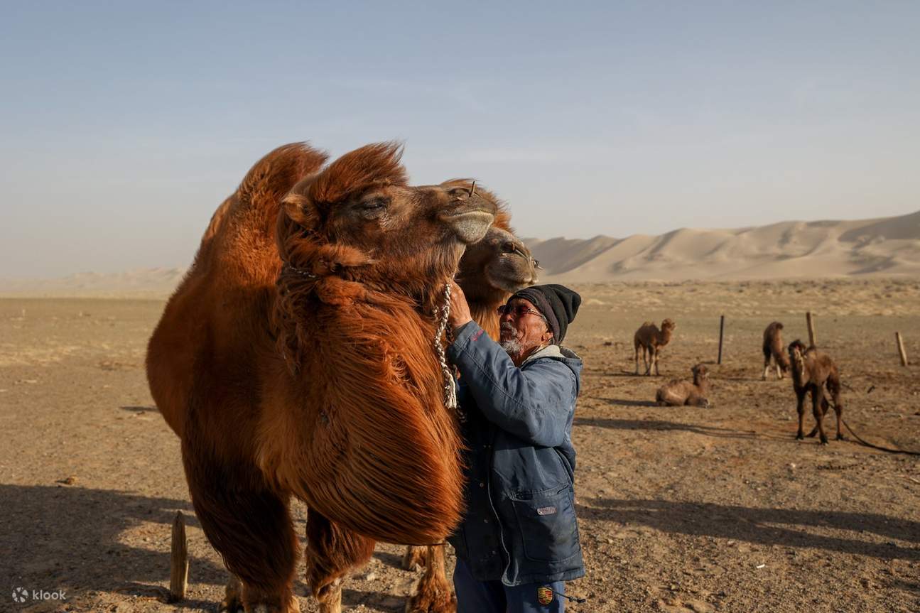 Ekspedisi Gurun Gobi 9D8N Di Mongolia Selatan Dari Singapura - Klook ...