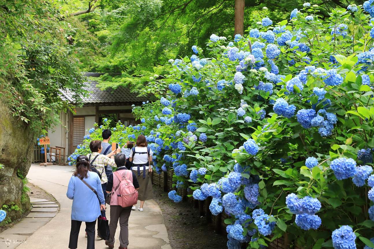 가마쿠라 메이게츠인 사원 하세데라 사원 에노시마 섬 쓰루가오카 하치만구 신사를 둘러보는 1일 꽃구경 투어 도쿄 출발