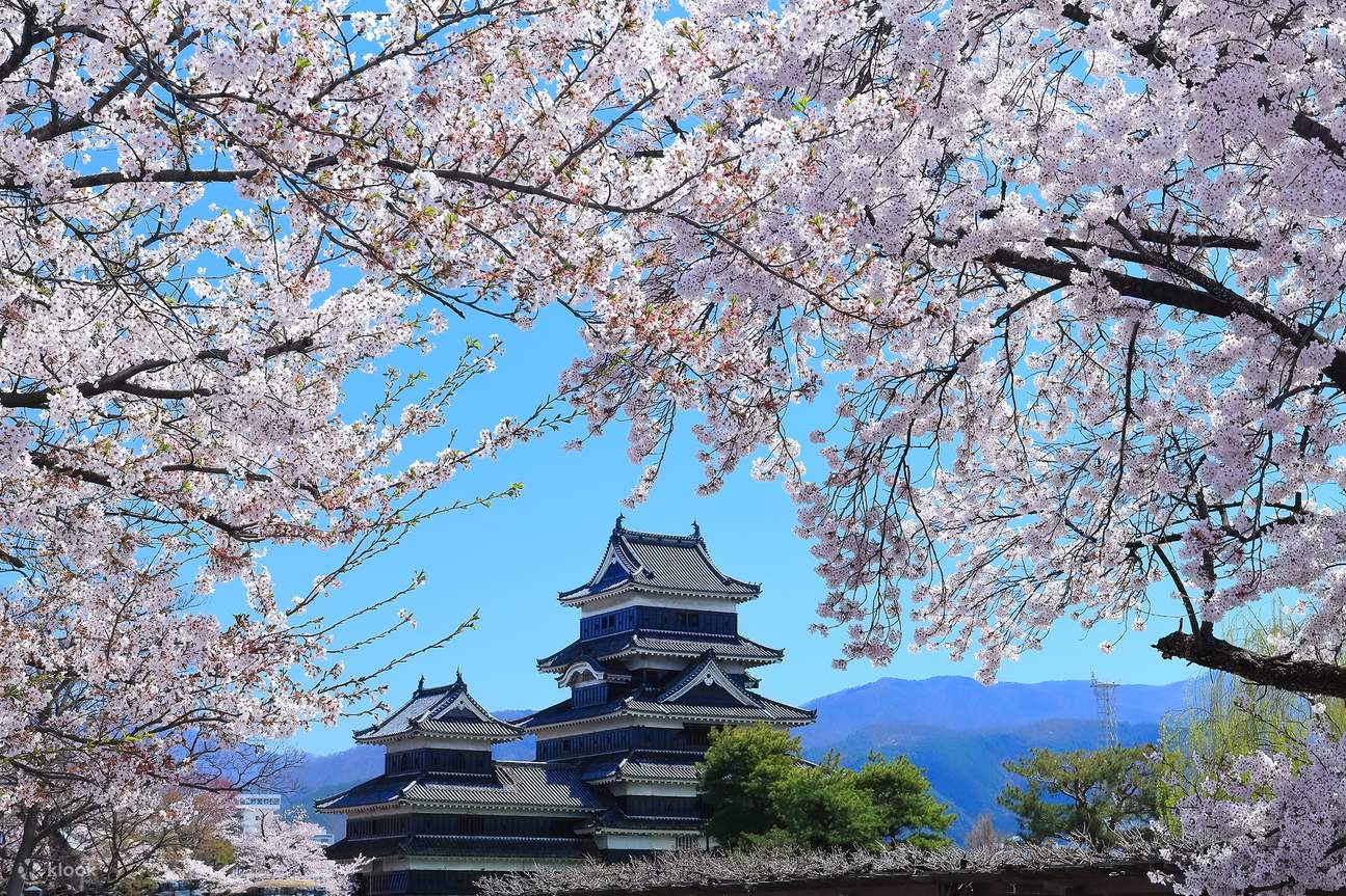 Hakuba Tsugaike Snow Wall & Shinshu's 2 Best Cherry Blossom Spots in ...