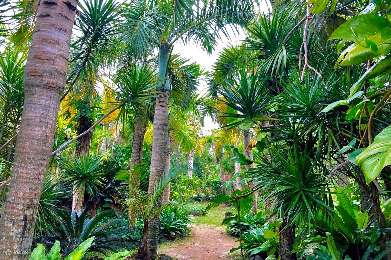 Iriomote Island & Yubu Island, Okinawa: Yubu Island Buffalo Cart ...