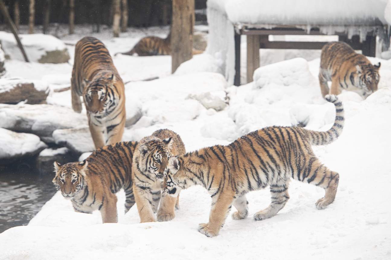 Aventuras en la Nieve y Relax en Aguas Termales - Everland + Caribbean ...