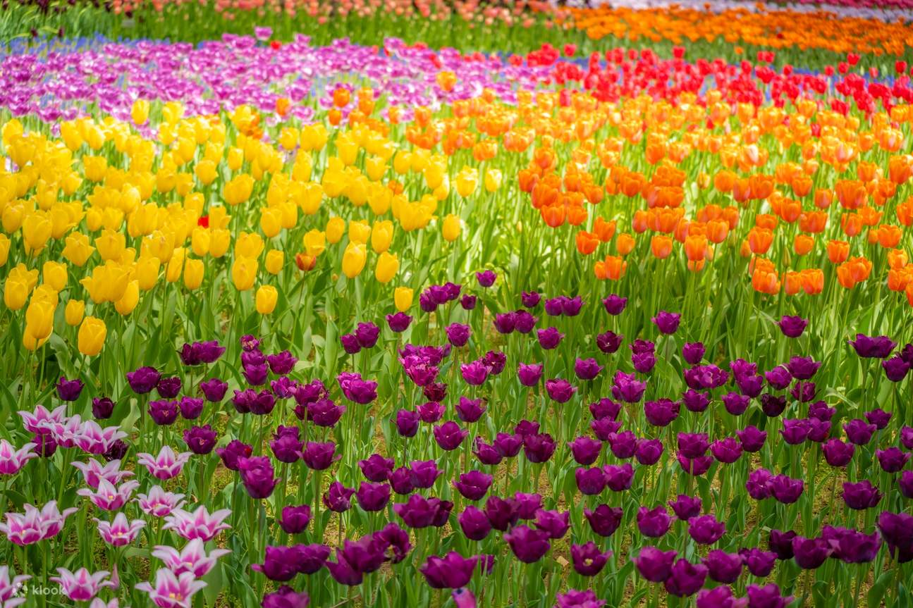 Ibaraki Flower Sea×Sea Torii×Hydrangea Temple×Seafood Market Panorama 1 ...