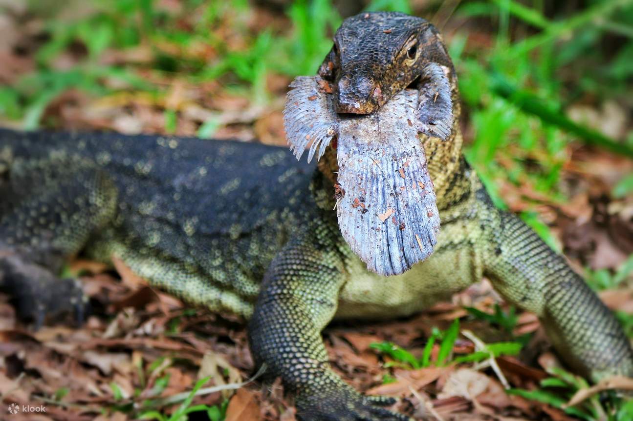 Unravelling Wildlife Mysteries Nature Walk Experience in Singapore ...